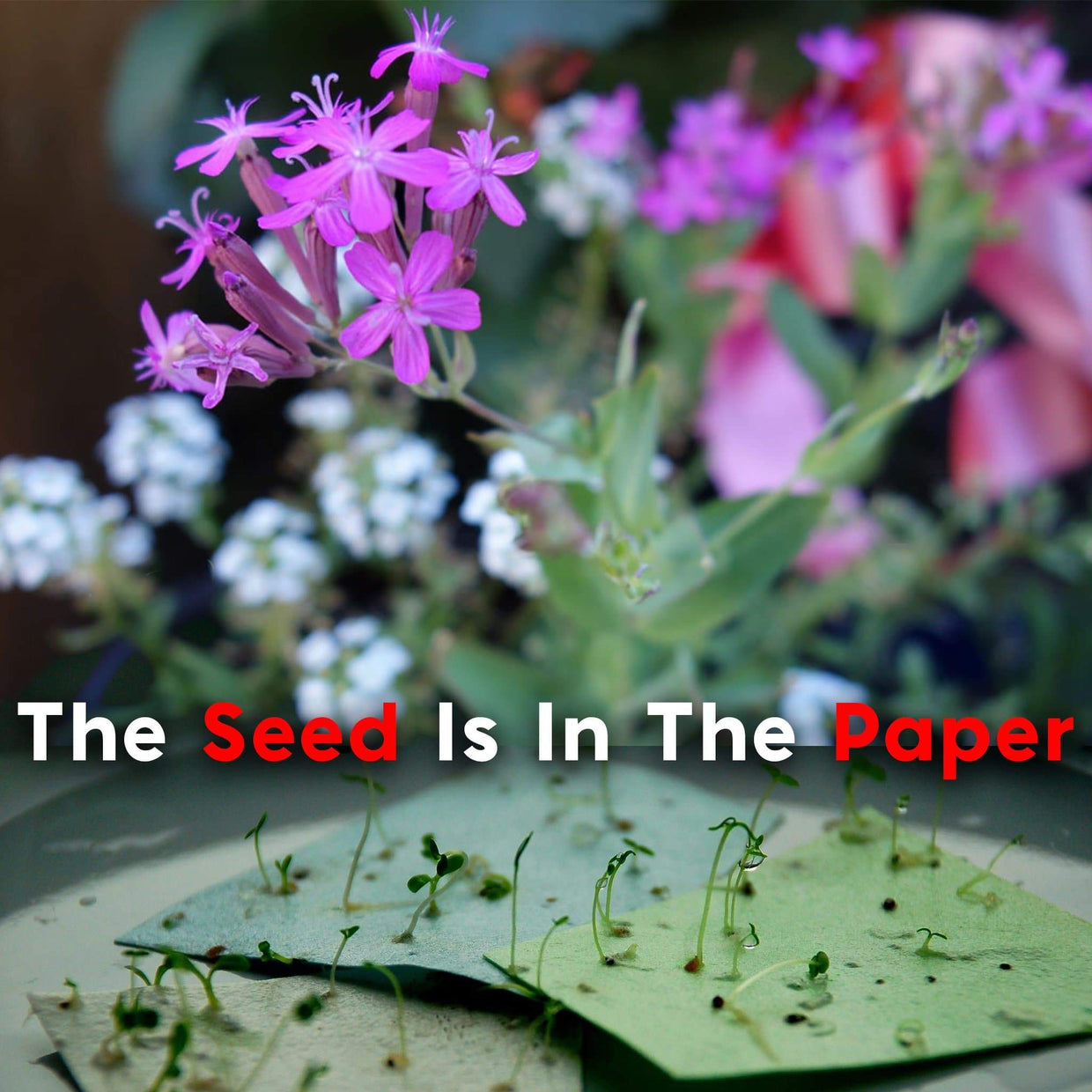 Plantable Seeded Greeting Card - "Tis the Seedson" – Roamwild